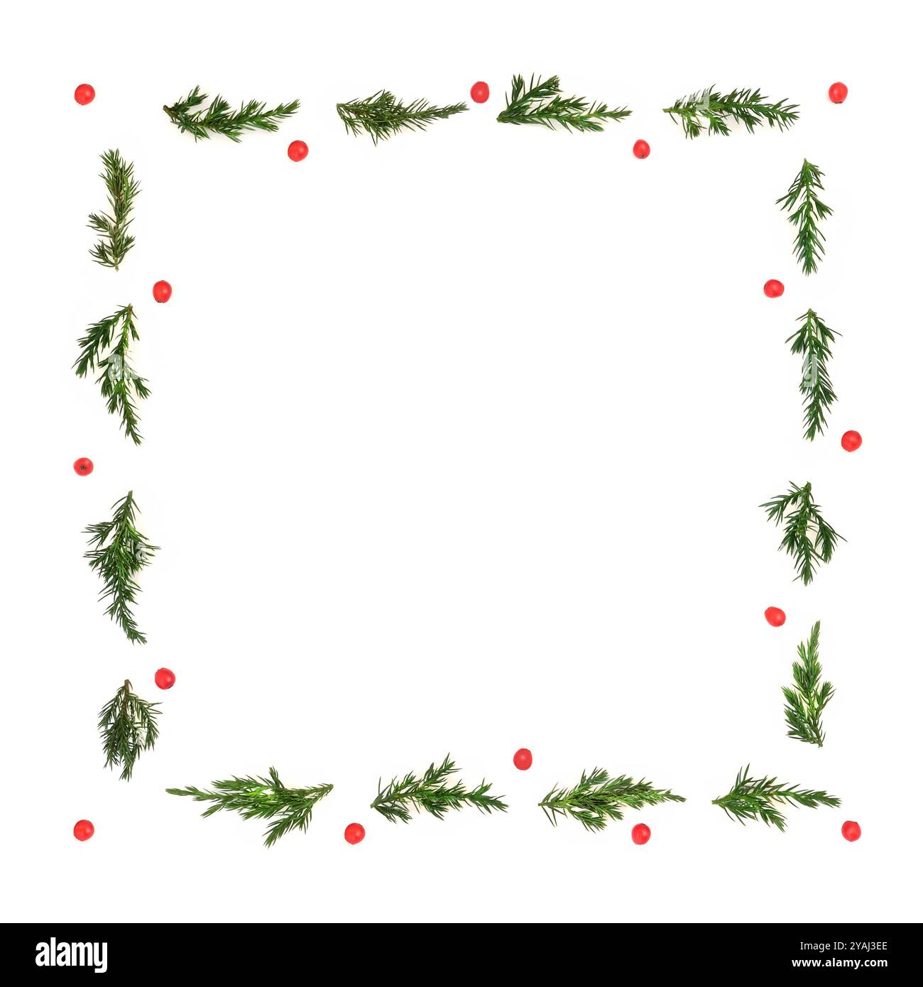 Christmas winter juniper fir holly berry background border on white ...