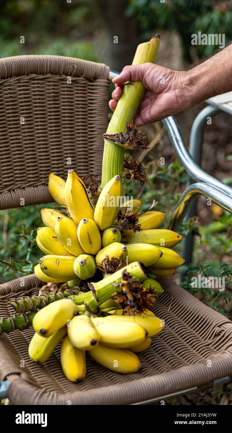 A hand grasps a bunch of bananas placed on a chair in an organic and ...