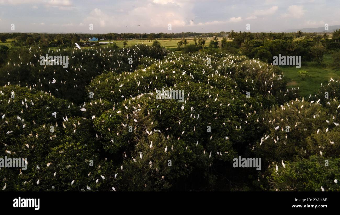 Aerial view, flock of egrets. a group of great white egrets at the top ...