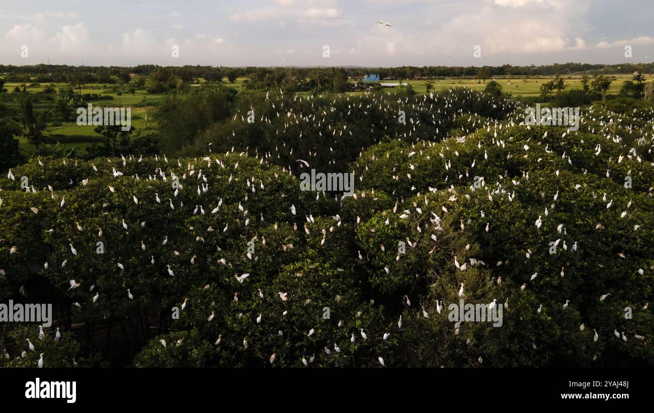 Aerial view, flock of egrets. a group of great white egrets at the top ...