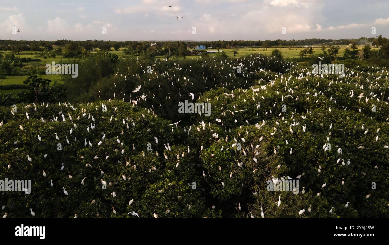 Aerial view, flock of egrets. a group of great white egrets at the top ...