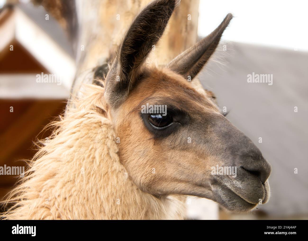 Close-up of a Llama's Head in a Farm Setting Stock Photo - Alamy