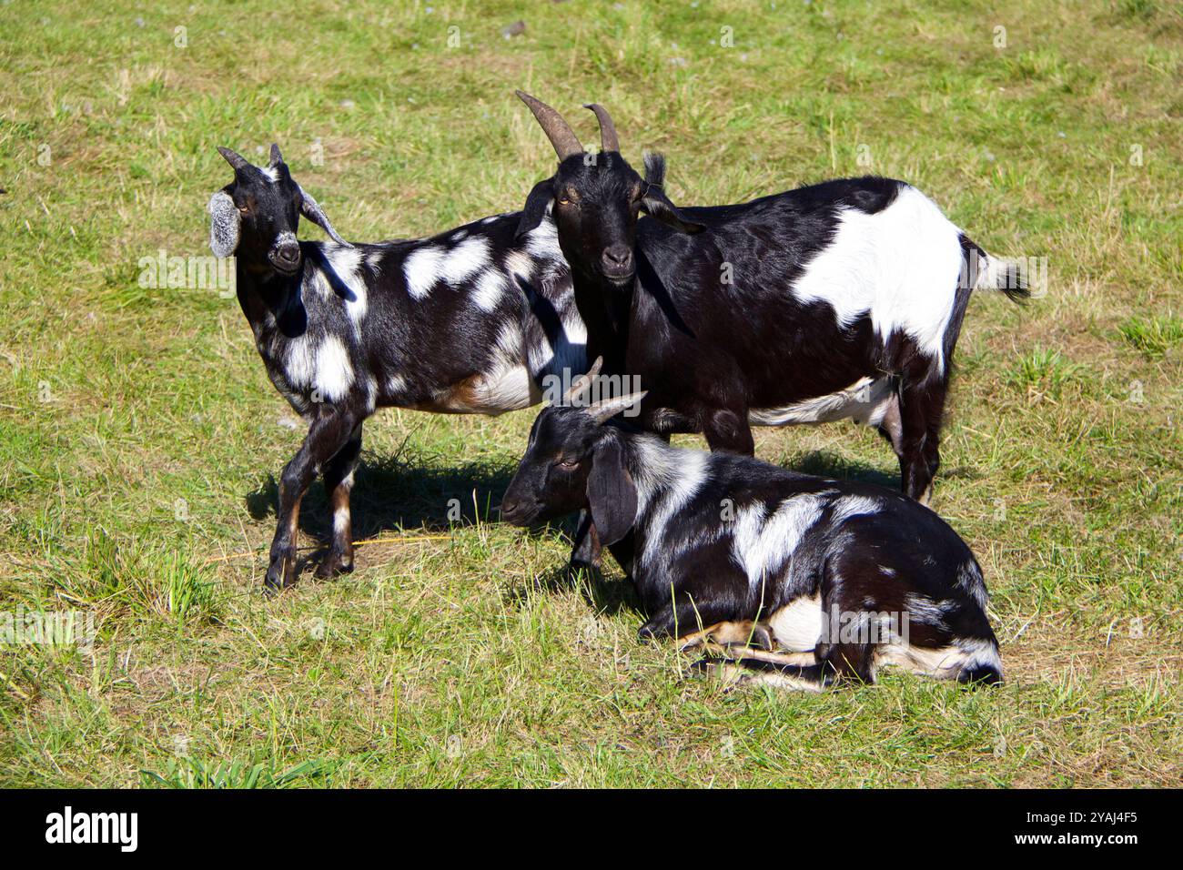 Trio of Black and White Goats Resting and Standing in a Sunny, Grassy ...