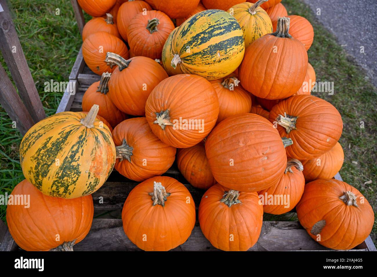 Herbst, Kuerbis 14.10.2024, Linz, AUT, Herbst, im Bild Kuerbis ...
