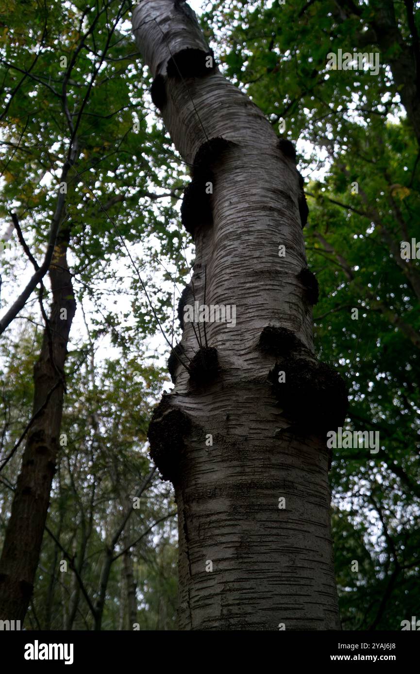 High/tall light brown tree in a forest, smaller and thinner tree in the ...