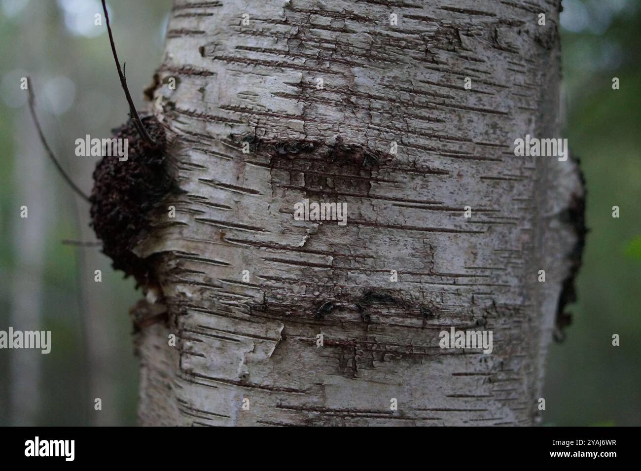 Light brown tree bark in a forest, darker brown spots on the bark ...