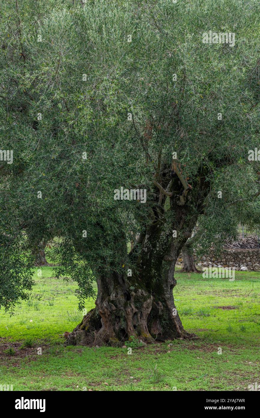 Well established trees hi-res stock photography and images - Alamy
