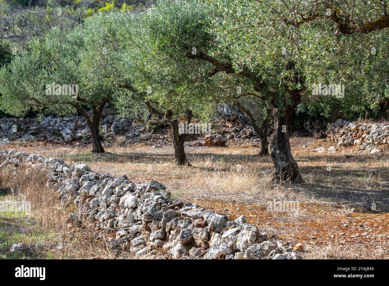 Farmers stone walls hi-res stock photography and images - Alamy