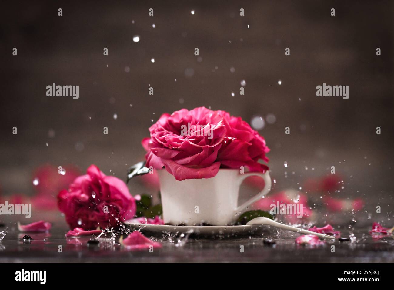 A Rose in a Cup with Water Droplets Stock Photo - Alamy
