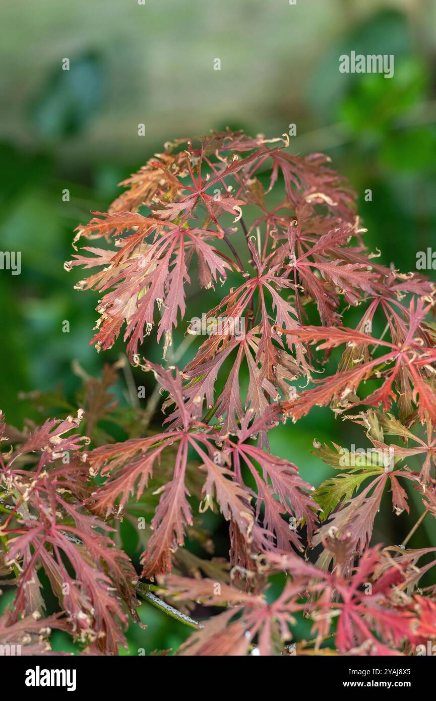 japanese acer, acer palmatum dissectum, inaba-shidare Stock Photo - Alamy
