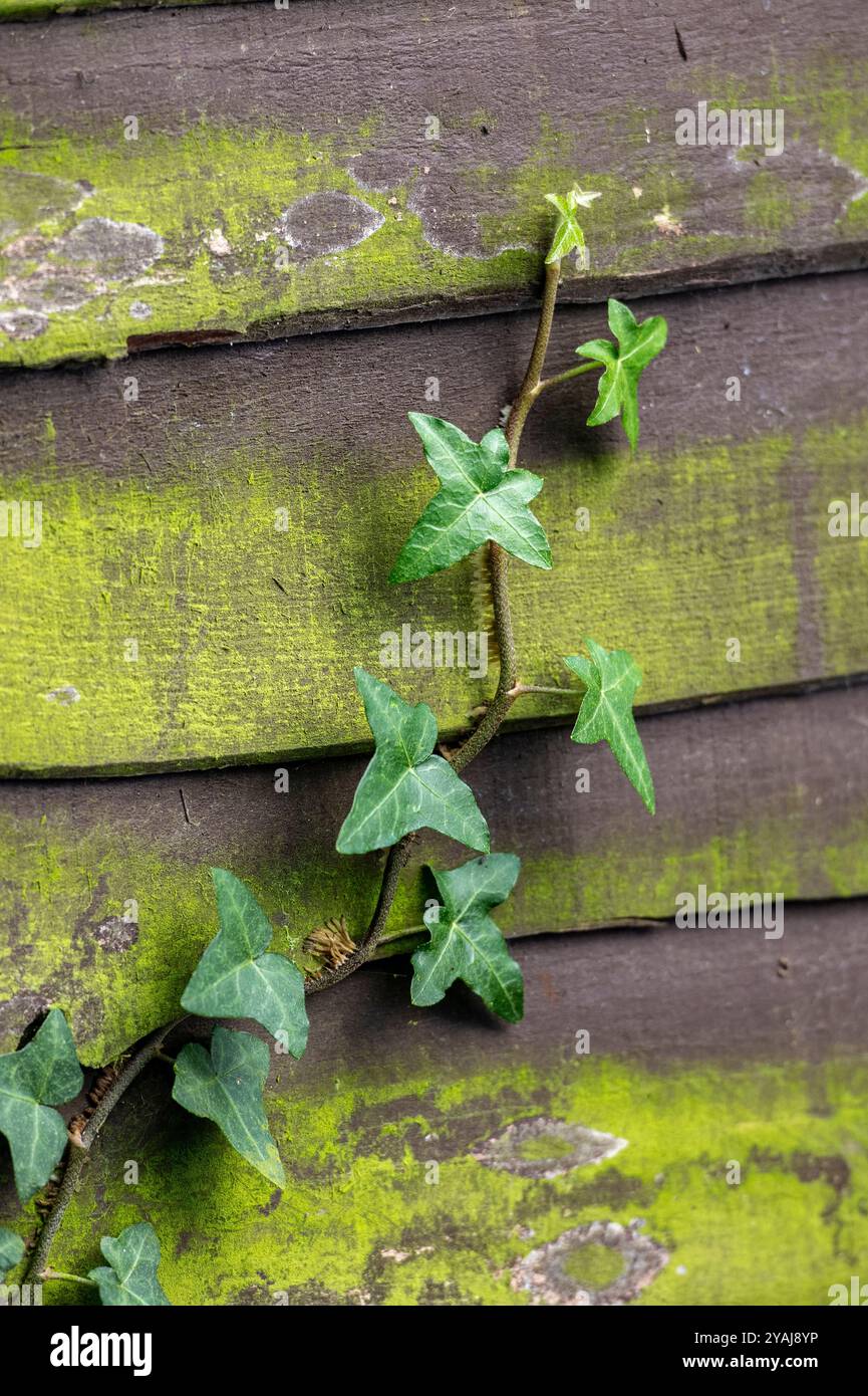 ivy plant growing up a wooden garden fence, invasive ivy climbing a ...