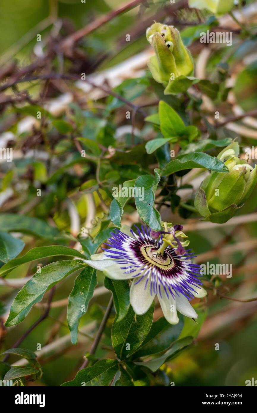 Passiflora or Passion flowers growing on a passion vine in a garden ...