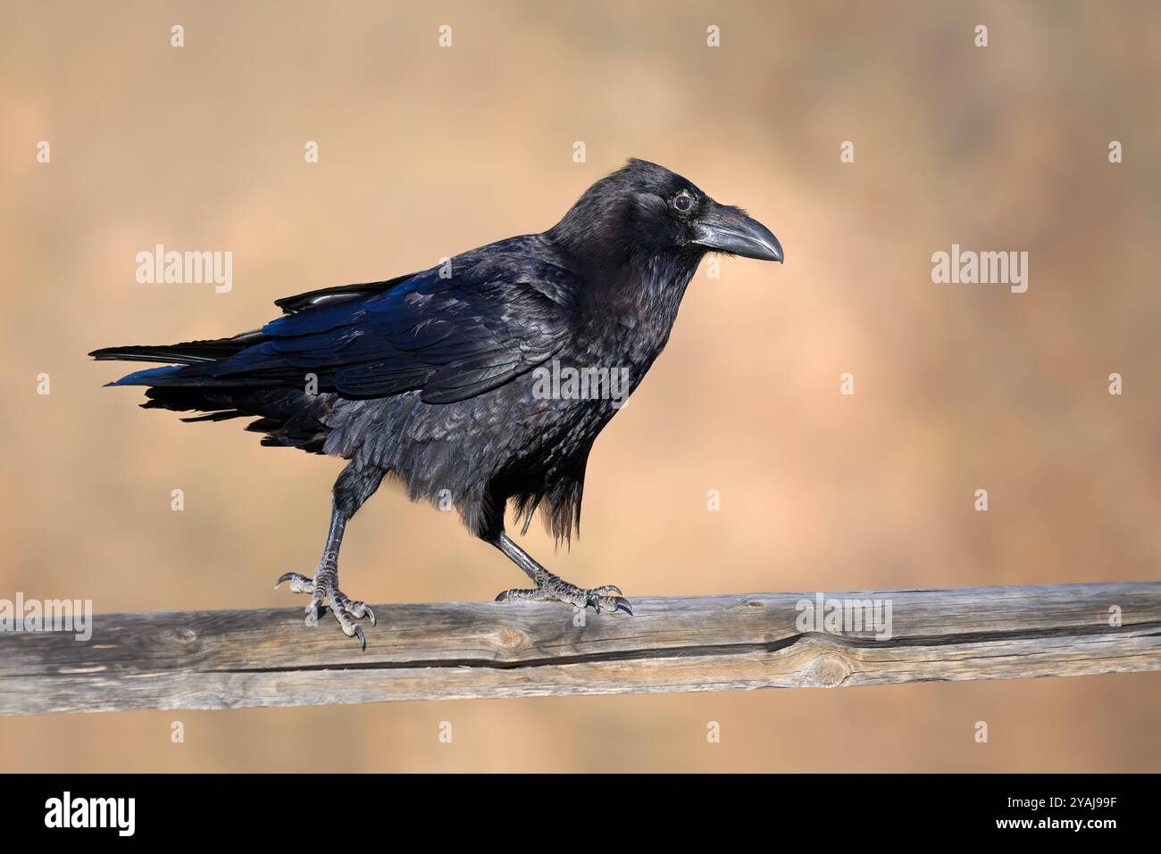 Common Raven (Corvus corax) in side view walking on a wooden railing ...