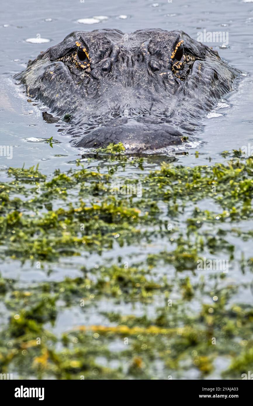Staring alligator (Alligator mississippiensis) along Lake Apopka ...