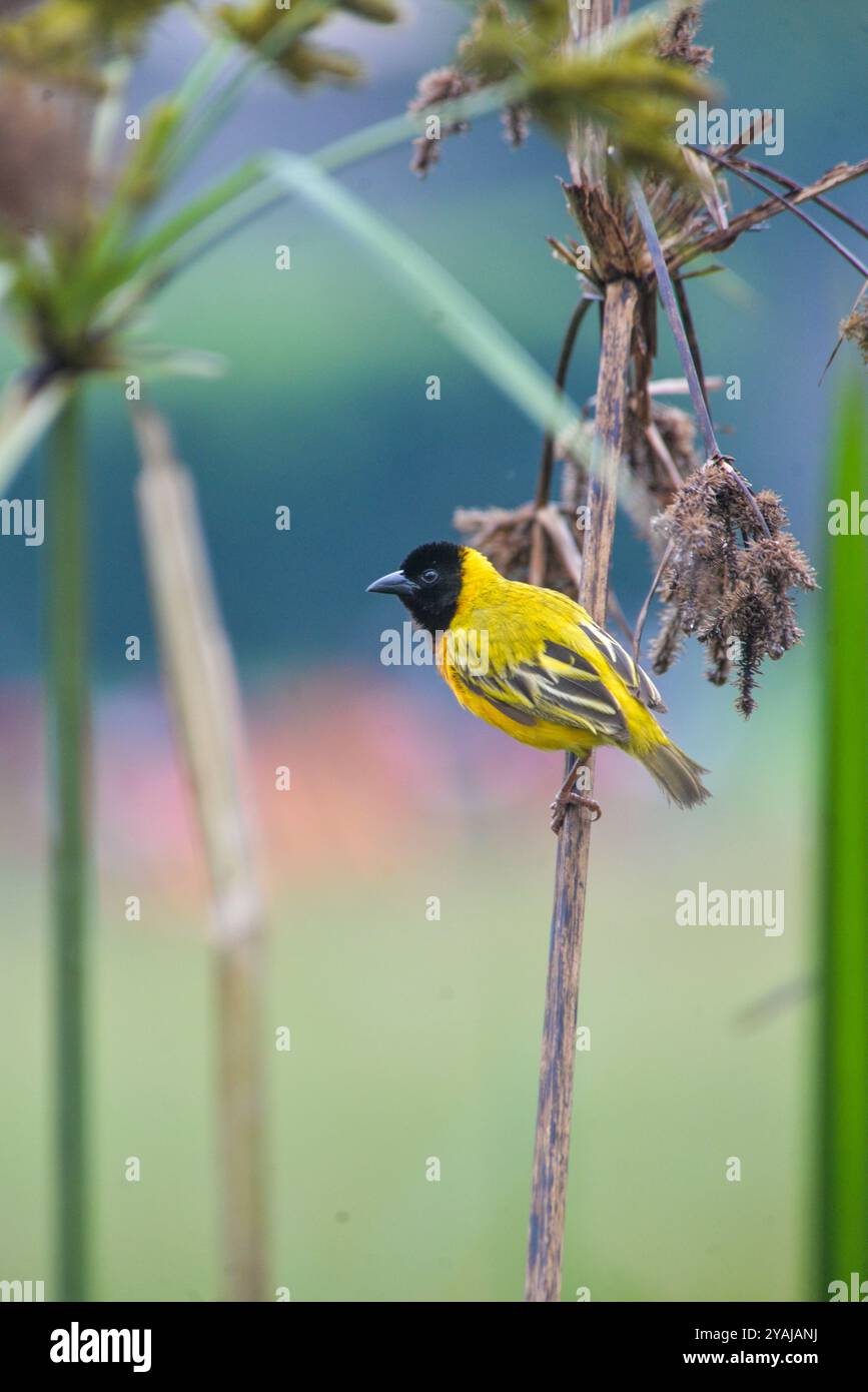 Matthias kabel hi-res stock photography and images - Alamy