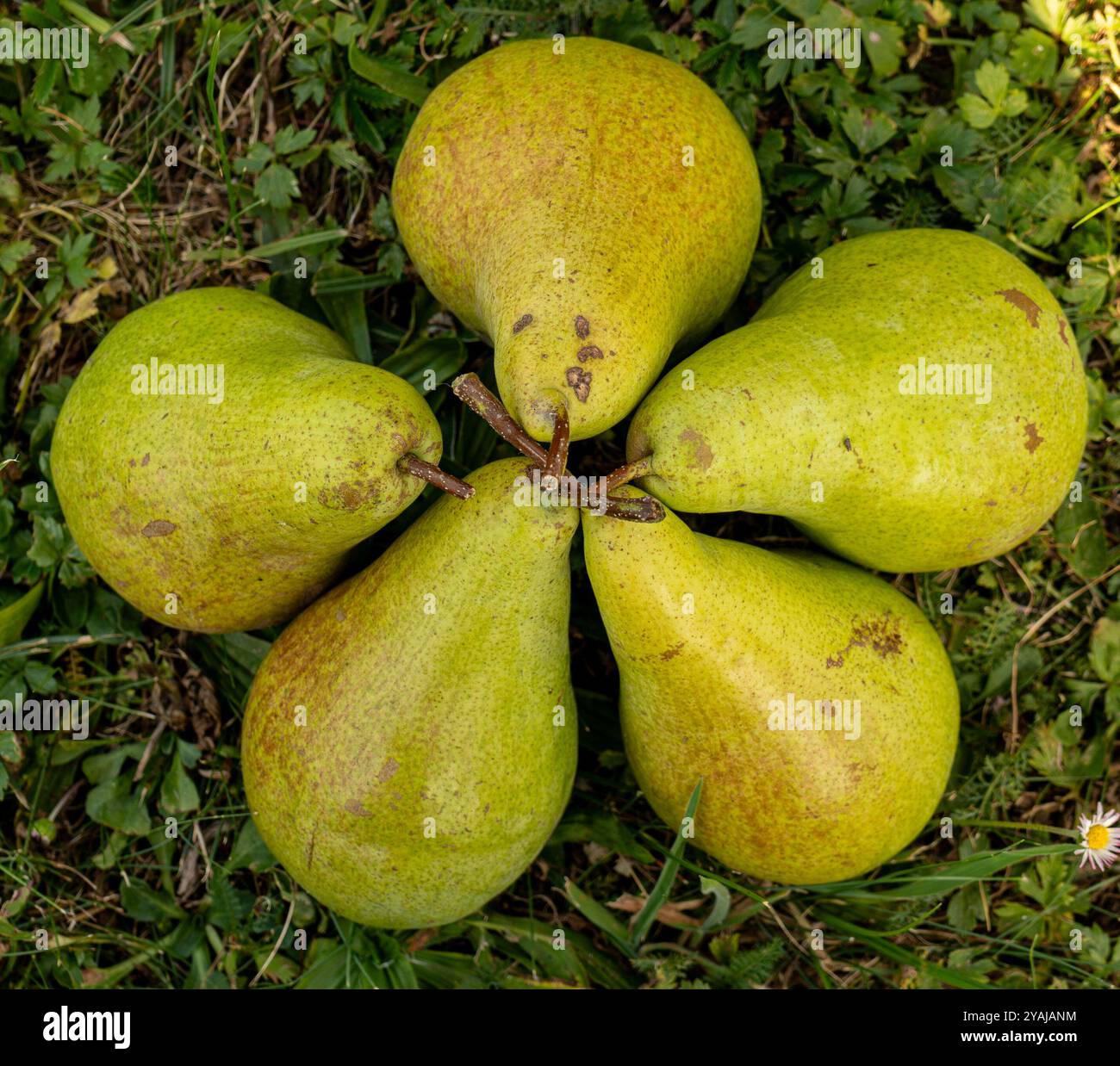 Freash and juicy pears stacked on a ground. Closeup photo. Autumn ...