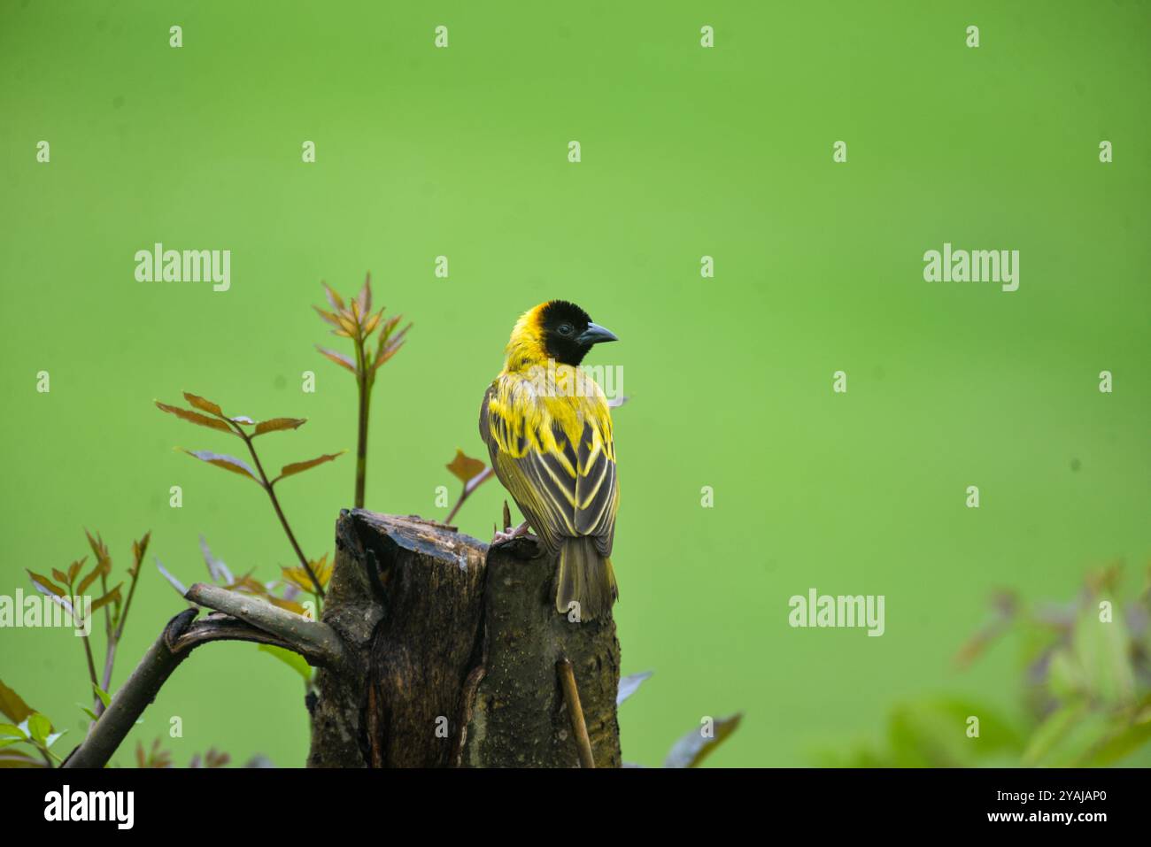 Matthias kabel hi-res stock photography and images - Alamy