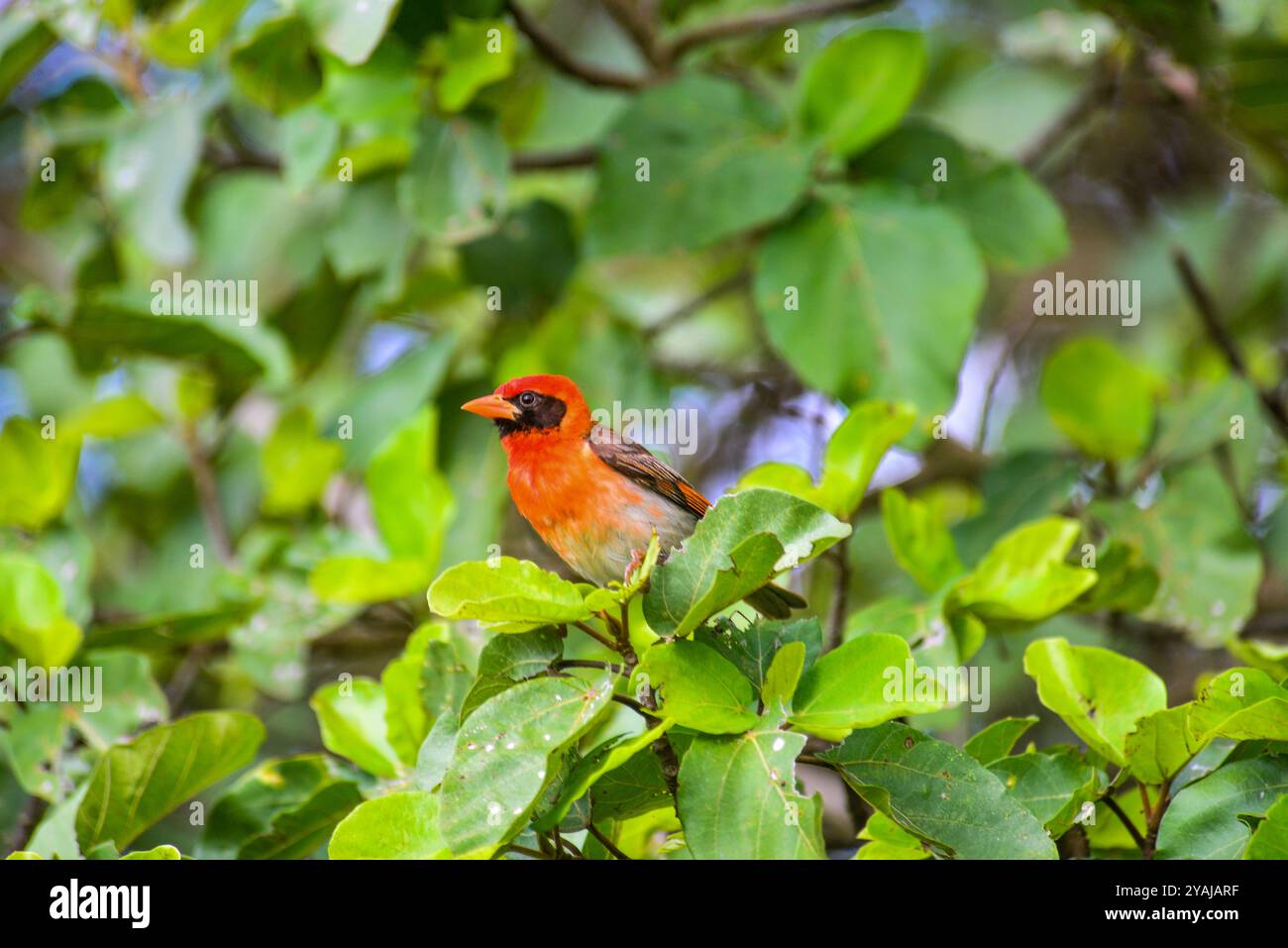Red headed weaver anaplectes rubriceps hi-res stock photography and ...