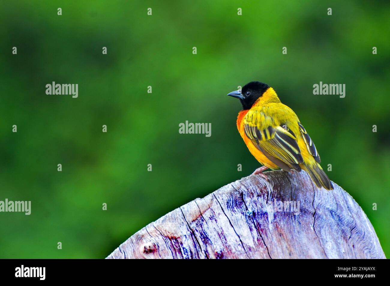 Yellow-backed Weaver (Ploceus melanocephalus Stock Photo - Alamy