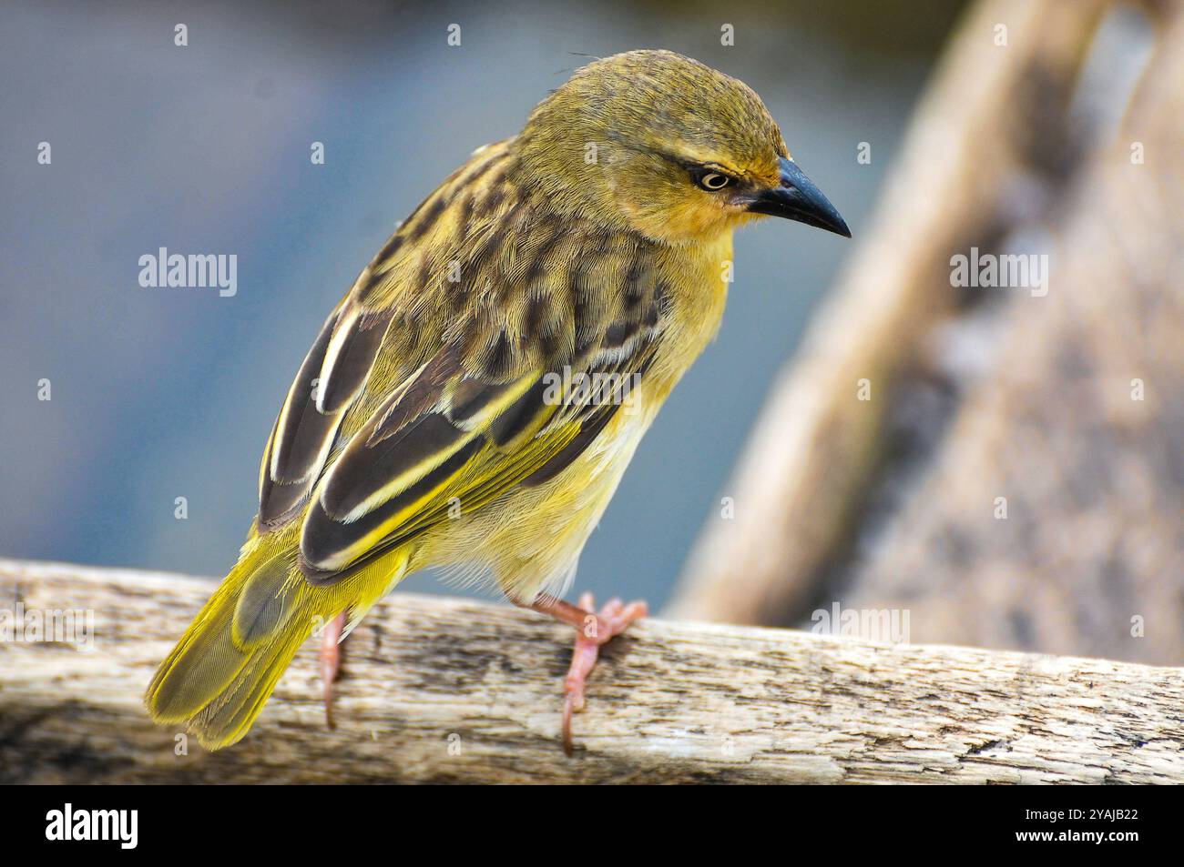 NORTHERN BROWN-THROATED WEAVER (-Ploceus castanops) - Lake Victoria ...