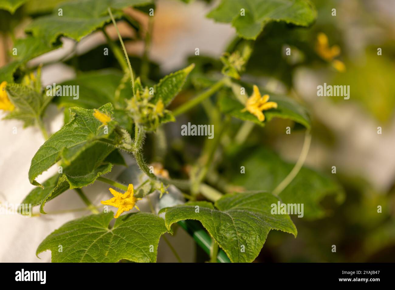 Yellow cucumber flowers in the greenhouse Stock Photo - Alamy