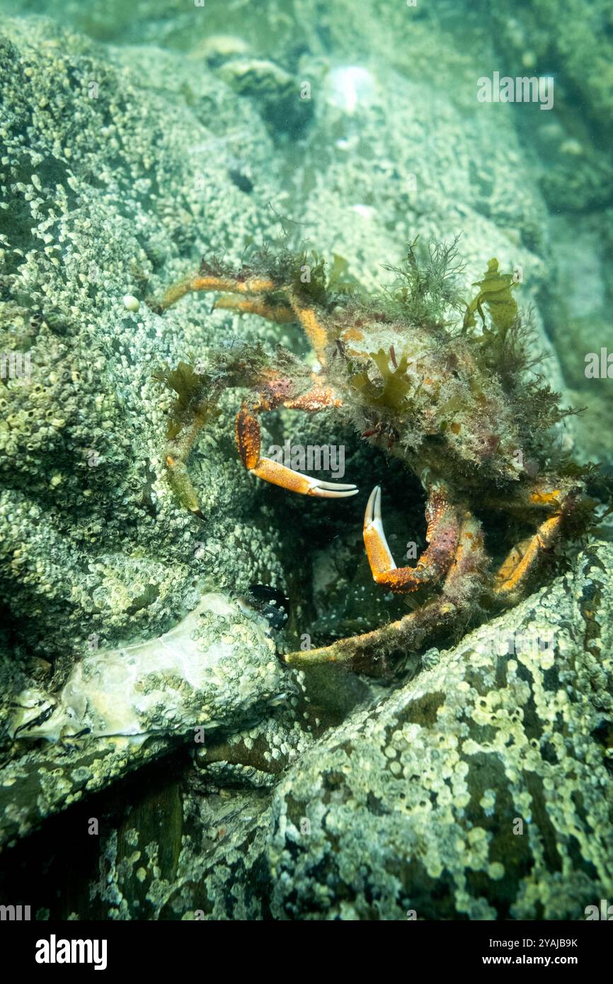 Underwater photography in the English Channel in the North Atlantic ...