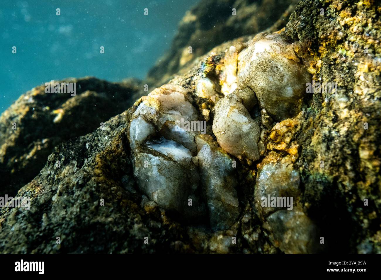 Underwater photography in the English Channel Sea in the north of the ...
