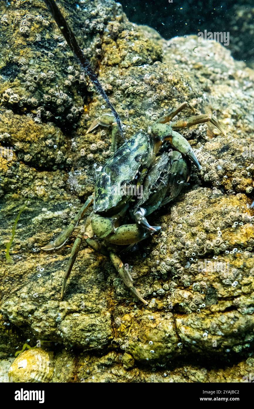 Underwater photography in the English Channel Sea in the north of the ...