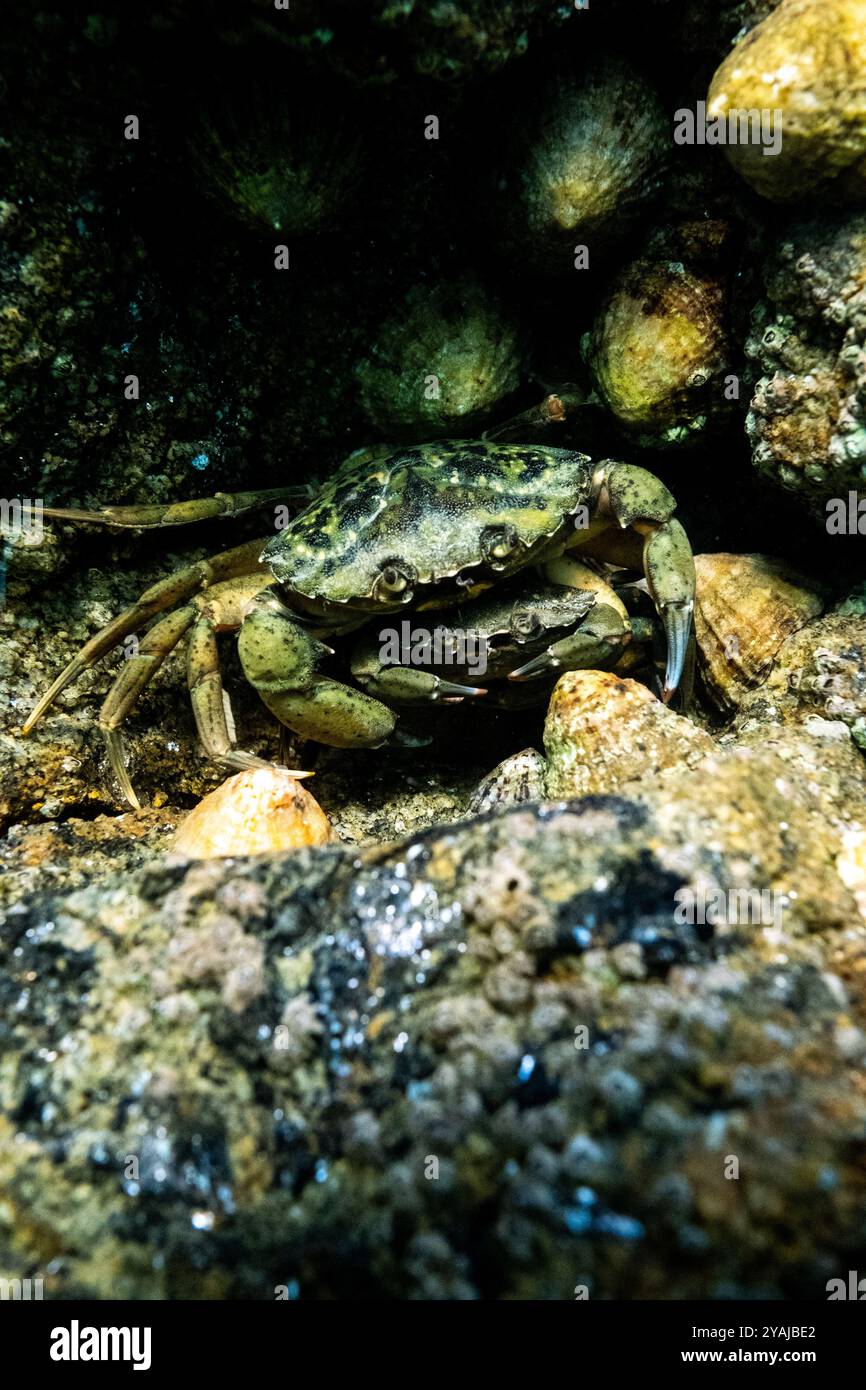Underwater photography in the English Channel Sea in the north of the ...
