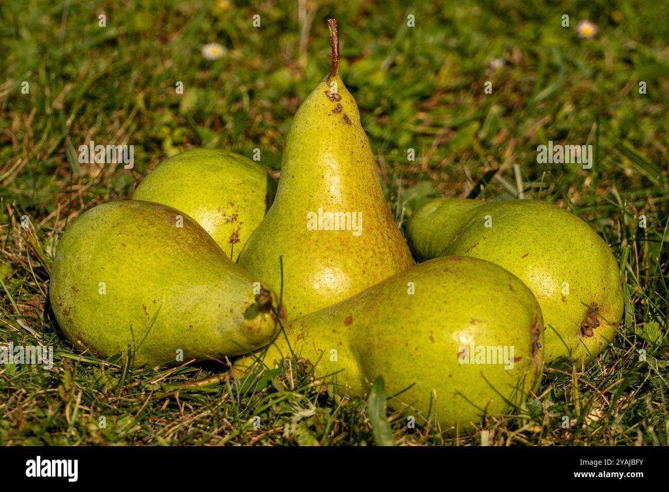 Freash and juicy pears stacked on a ground. Closeup photo. Autumn ...