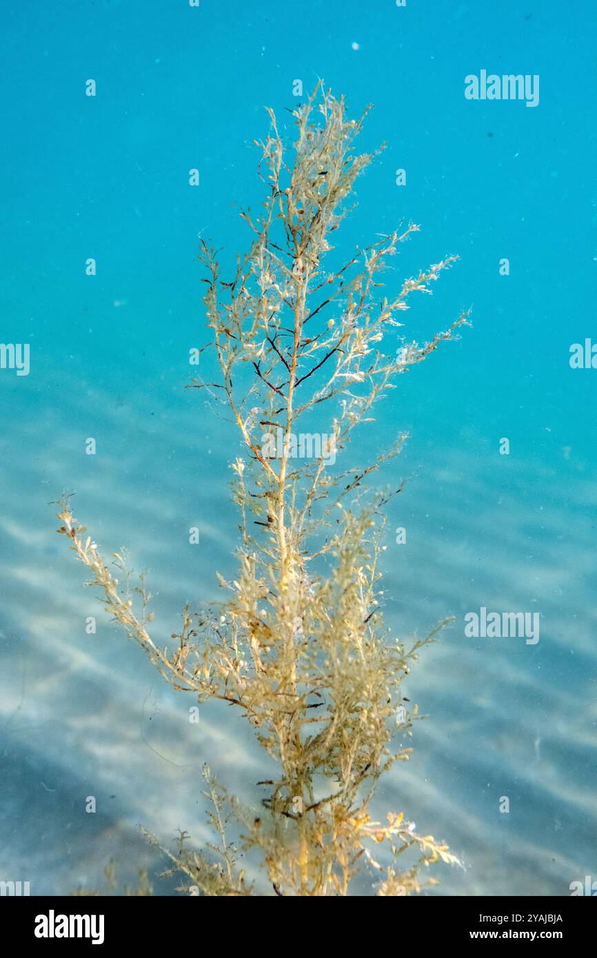 Underwater photography in the English Channel Sea in the north of the ...
