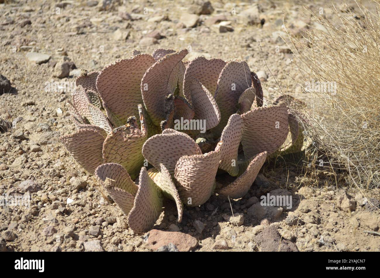 Desertlover hi-res stock photography and images - Alamy