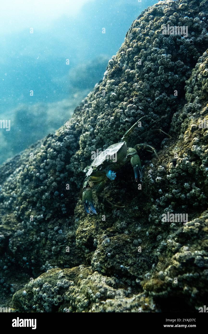 Underwater photography in the English Channel Sea in the north of the ...
