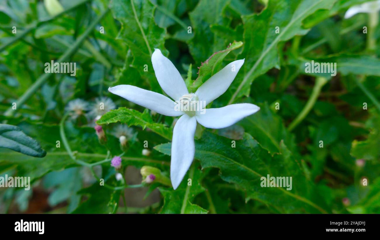 Macro photo Pinwheel flowers over leaves background Stock Photo - Alamy