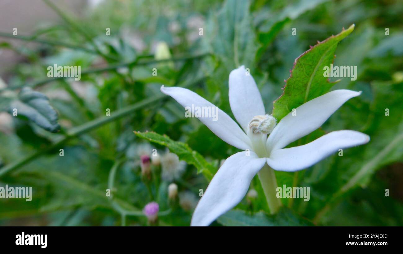 Macro photo Pinwheel flowers over leaves background Stock Photo - Alamy