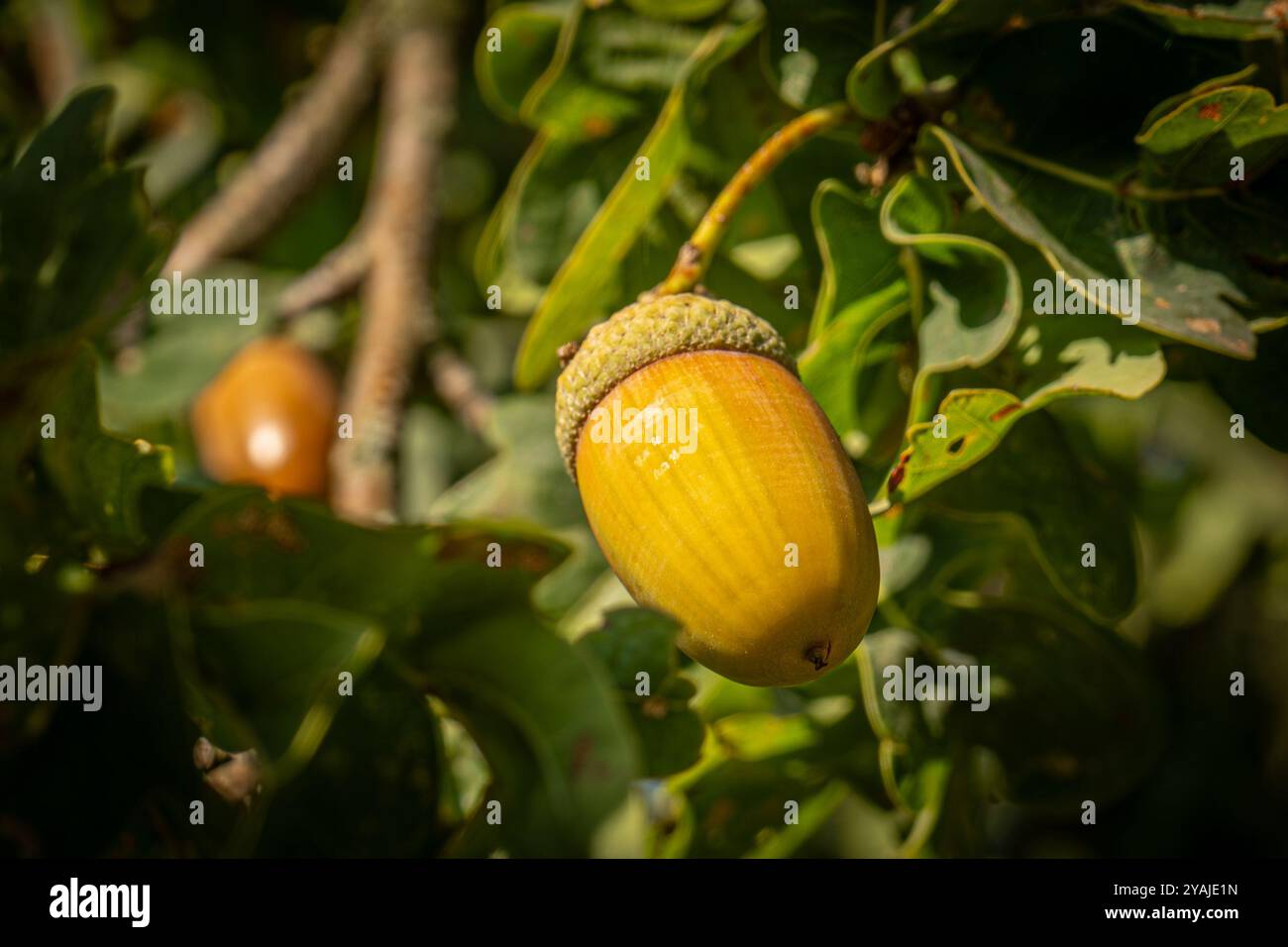 Closeup photo of an acorn growing on an oak tree. Autumn concept Stock ...