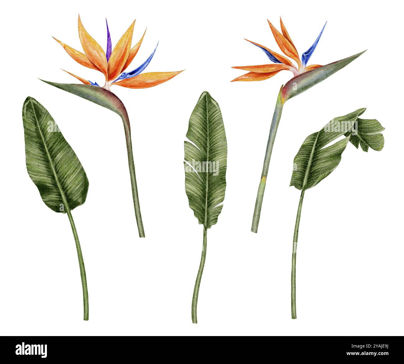 Strelitzia flowers bird of paradise with tropical leaves palm ...