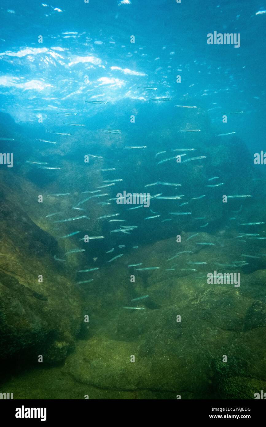 Ecosysteme marin hi-res stock photography and images - Alamy