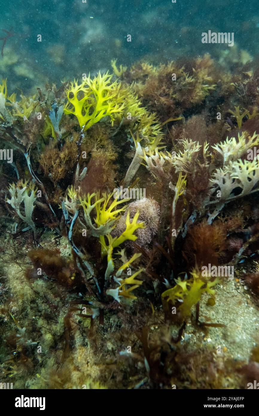 Underwater photography in the English Channel in the North Atlantic ...