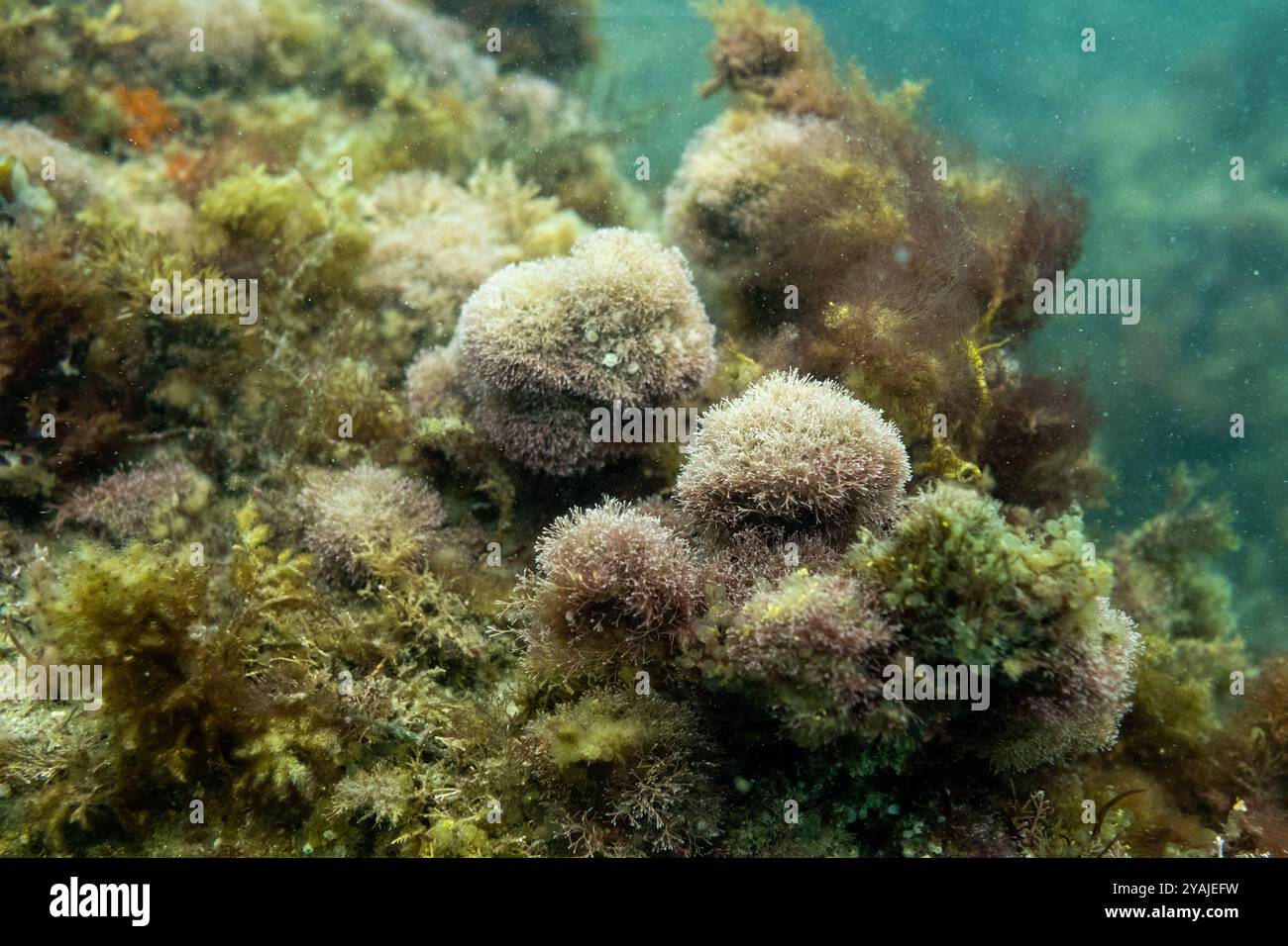 Seaweed jania rubens hi-res stock photography and images - Alamy