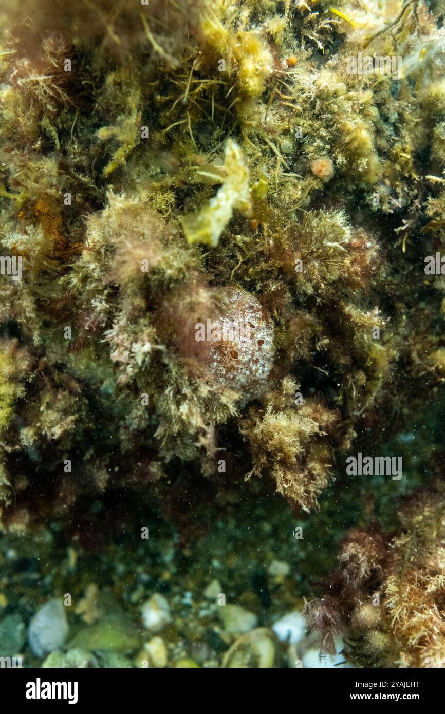 Tunicier hi-res stock photography and images - Alamy