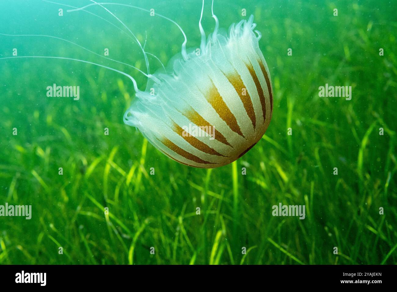 Underwater photography in the English Channel sea in the North Atlantic ...