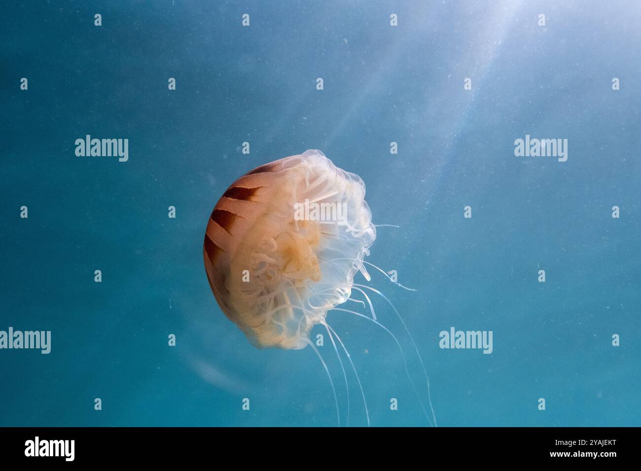 Underwater photography in the English Channel sea in the North Atlantic ...
