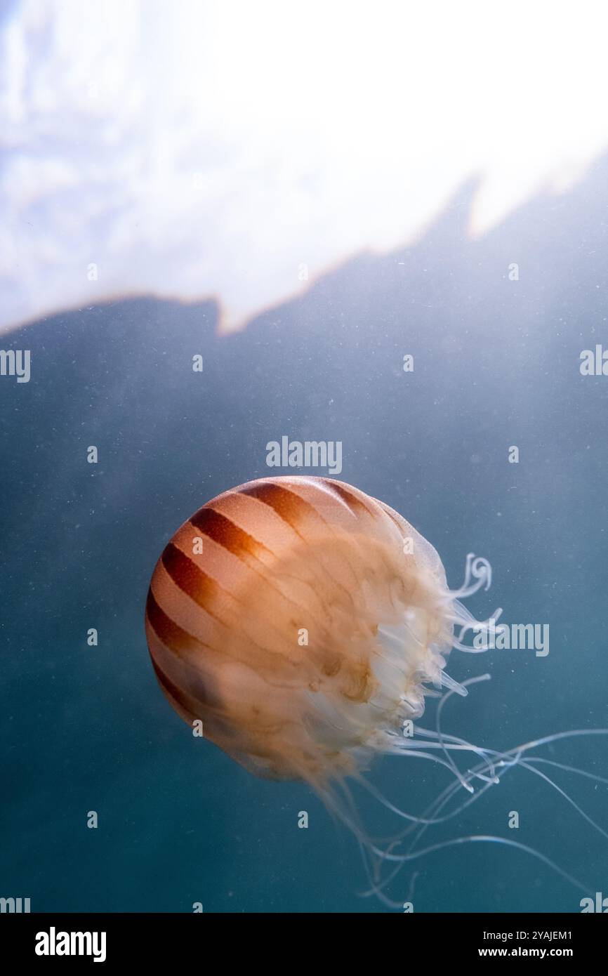 Underwater photography in the English Channel sea in the North Atlantic ...