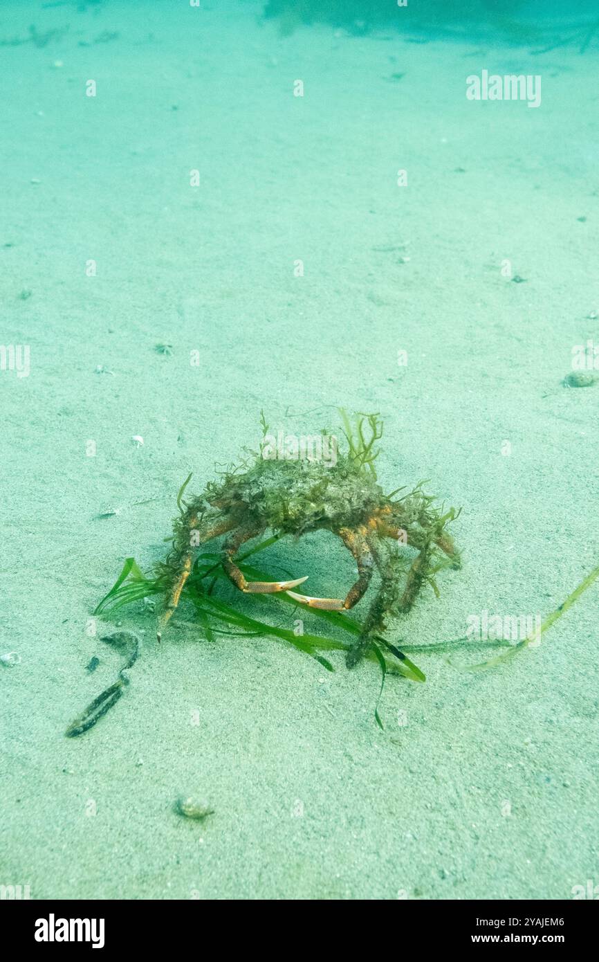 Underwater photography in the English Channel in the North Atlantic ...