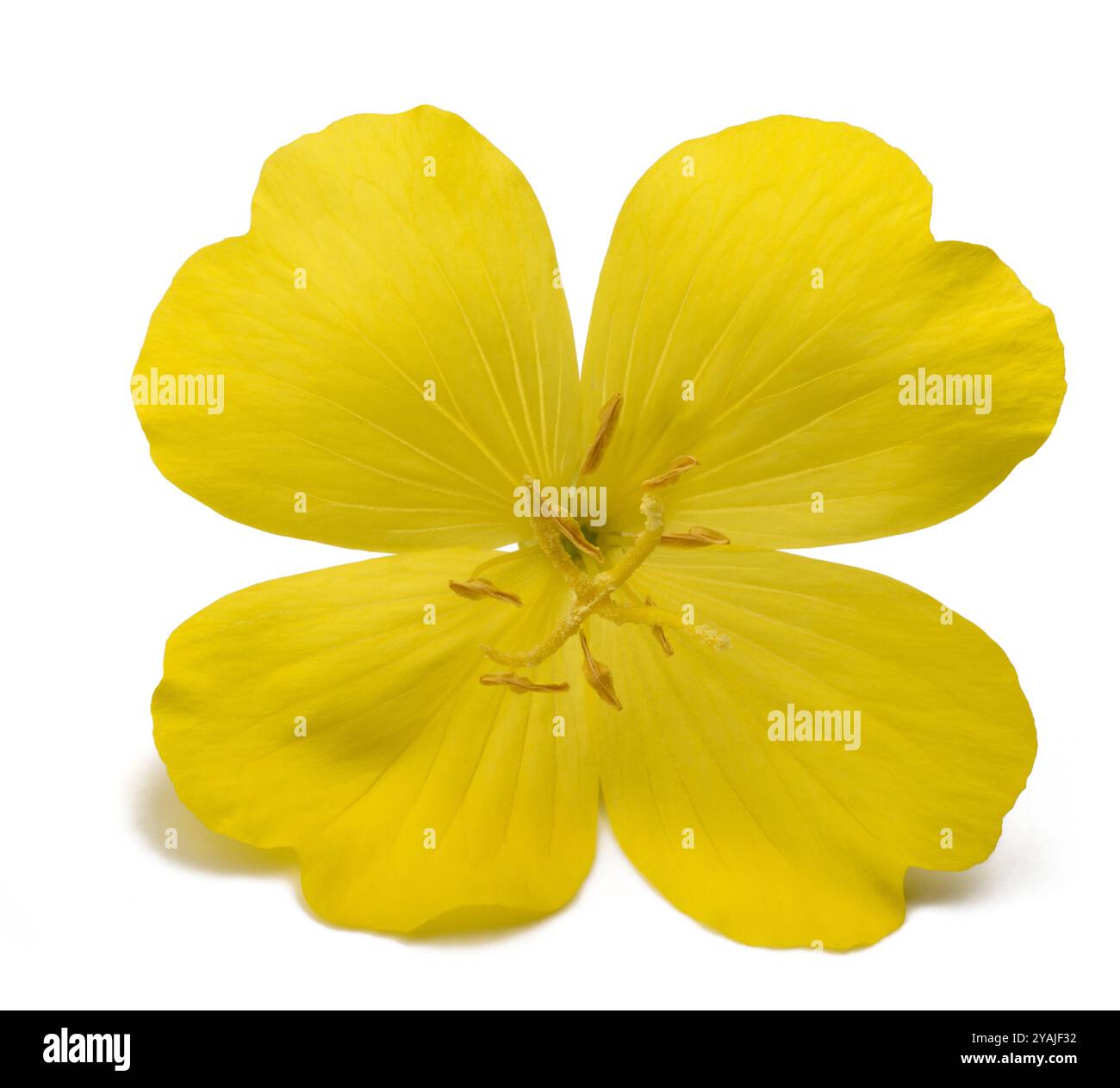 Common evening primrose flowers isolated on white Stock Photo - Alamy