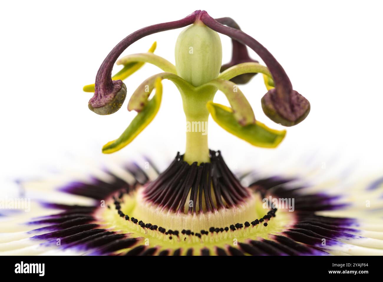 Passionflower passionflowers passiflora flower hi-res stock photography ...