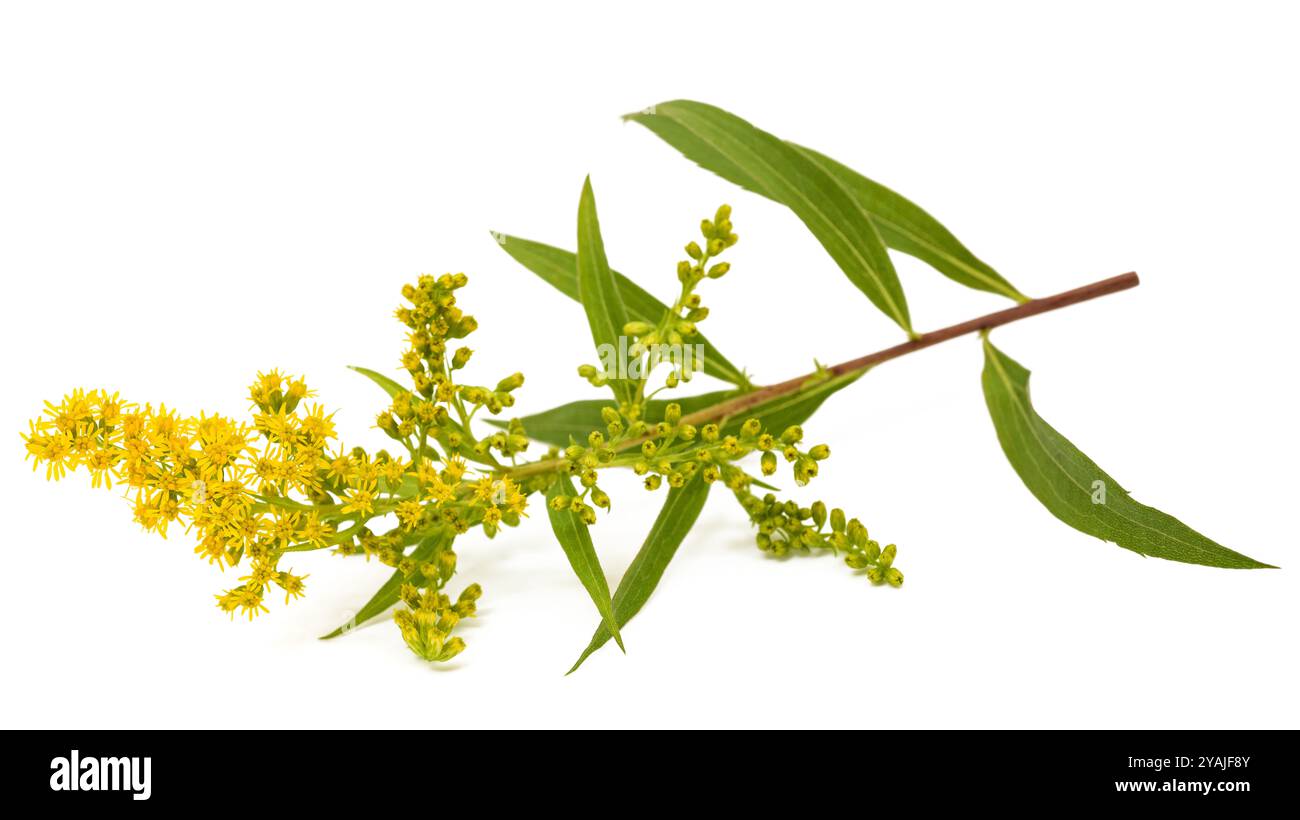 Goldenrod branch with flowers isolated on white Stock Photo - Alamy
