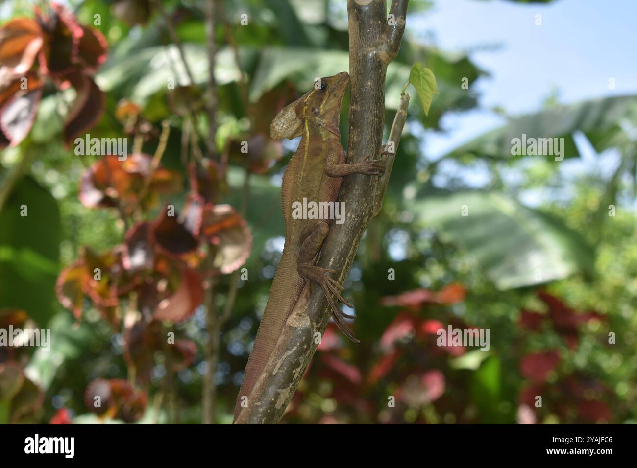 Reptiles of panama hi-res stock photography and images - Alamy