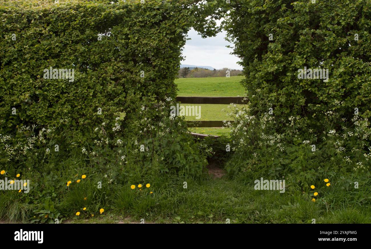 Hedgerow pathway hi-res stock photography and images - Alamy